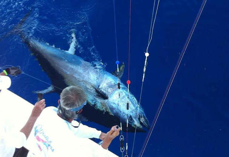 Video-Bluefin Action On Reel Worthless During Orange Beach Billfish ...