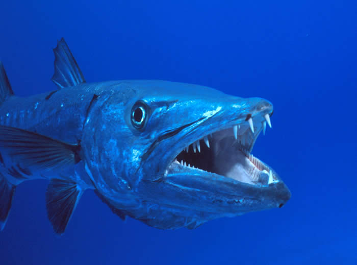 Barracuda In Decline - InTheBite
