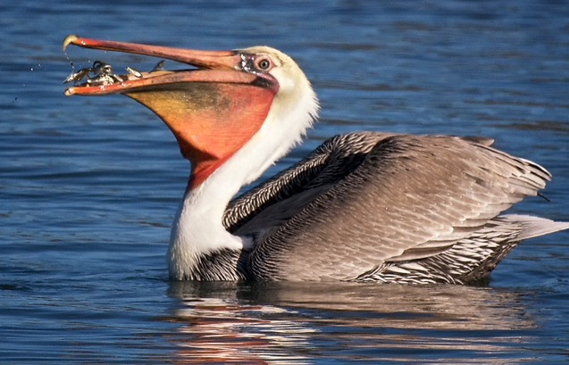 Guide Tying Pelican Beaks Shut - InTheBite