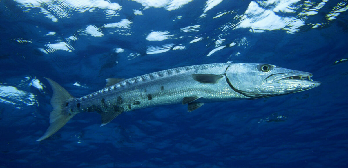 New Florida Barracuda Bag Limits - InTheBite