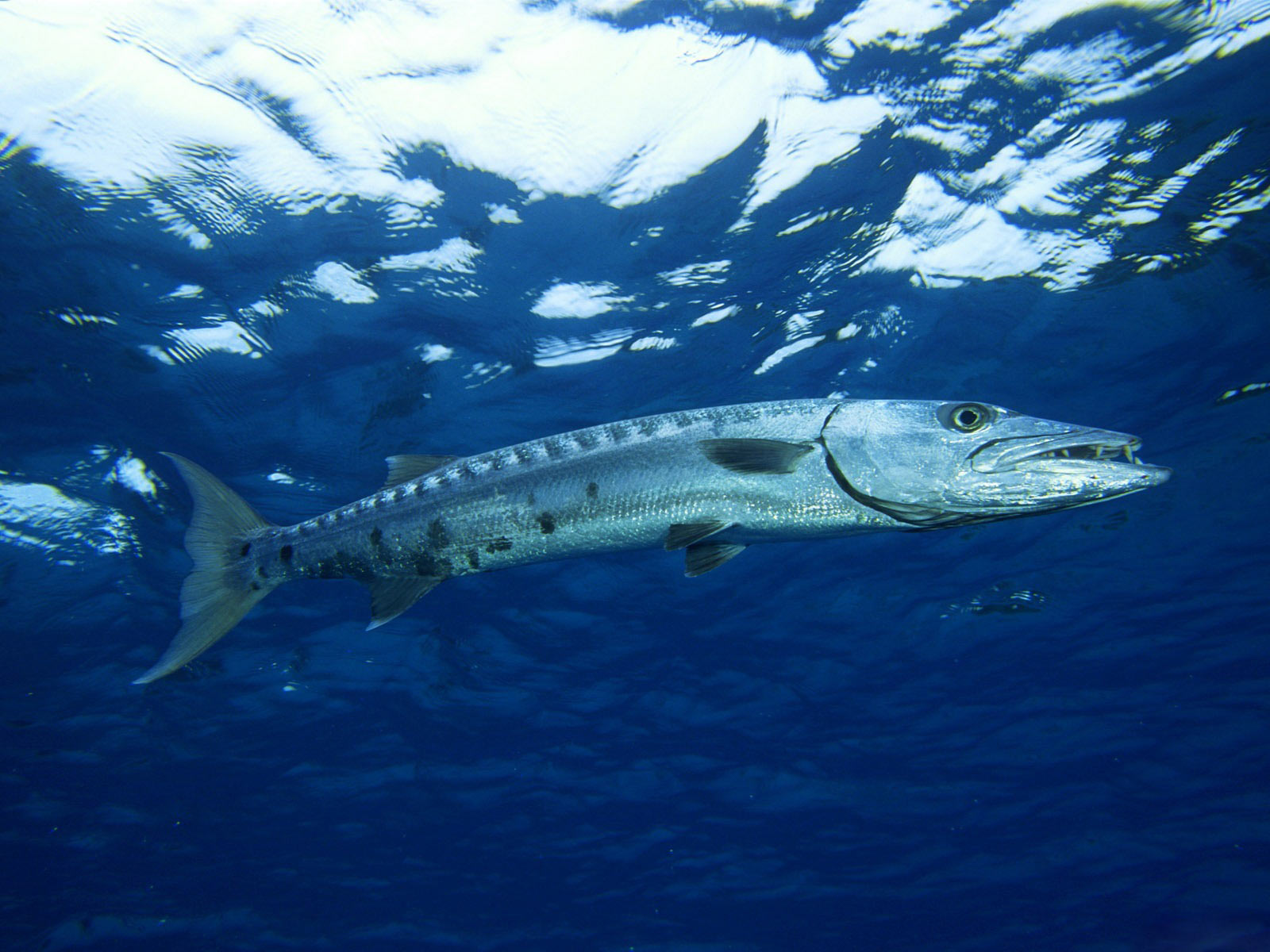 New Barracuda Limits In Effect Nov 1 - InTheBite