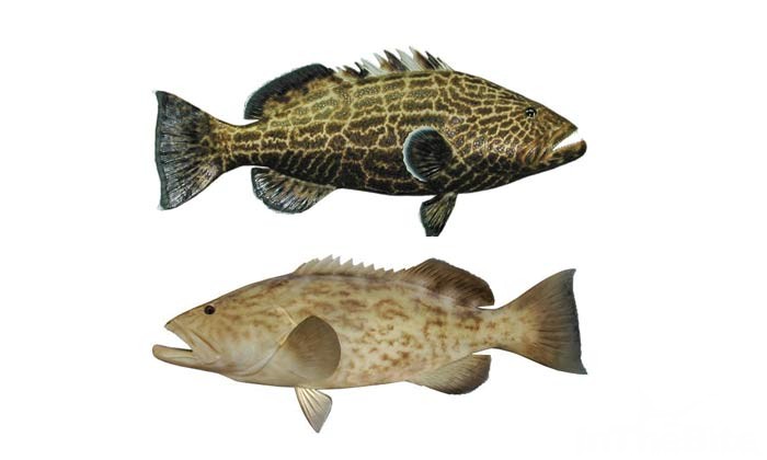 Yellowmouth Grouper