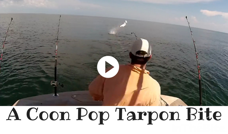Check Out The Underwater Tarpon Bite - InTheBite