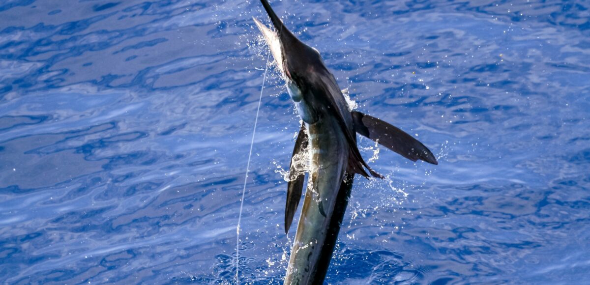 How to Identify Roundscale Spearfish