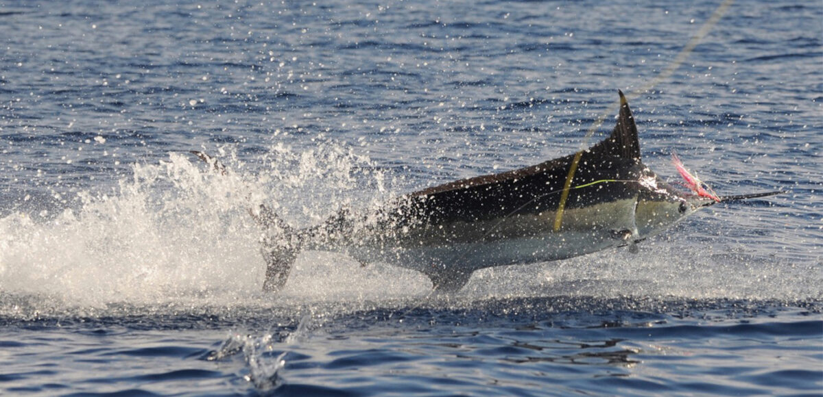 Mastering the Blue Marlin Release on Fly - InTheBite