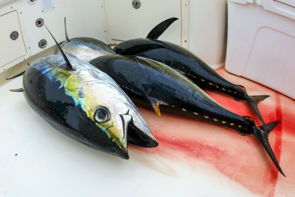 The Ultimate Guide to Catching Cleaning and Cooking Tuna - InTheBite