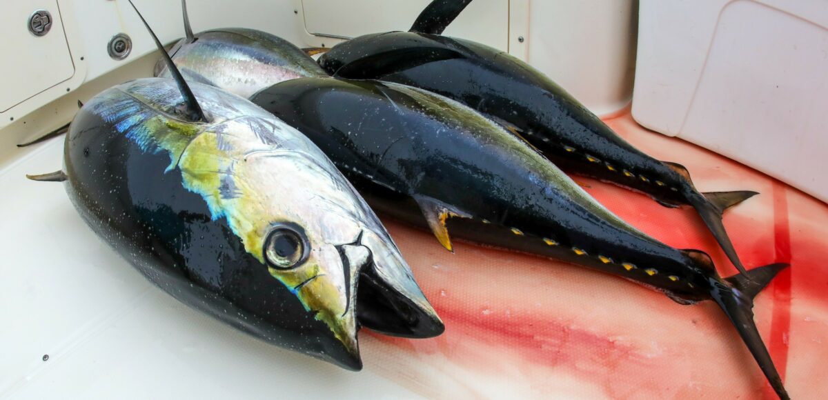 The Ultimate Guide to Catching Cleaning and Cooking Tuna - InTheBite