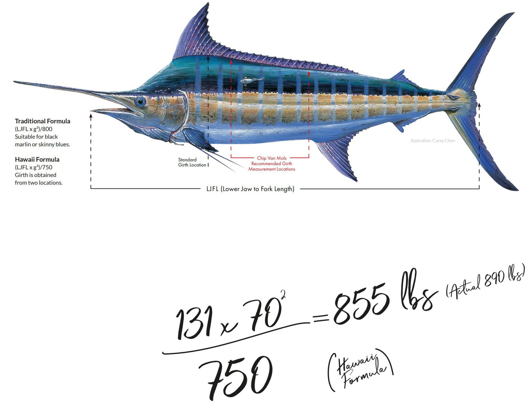 Fine Tuning The Marlin Weight Formula for More Accuracy