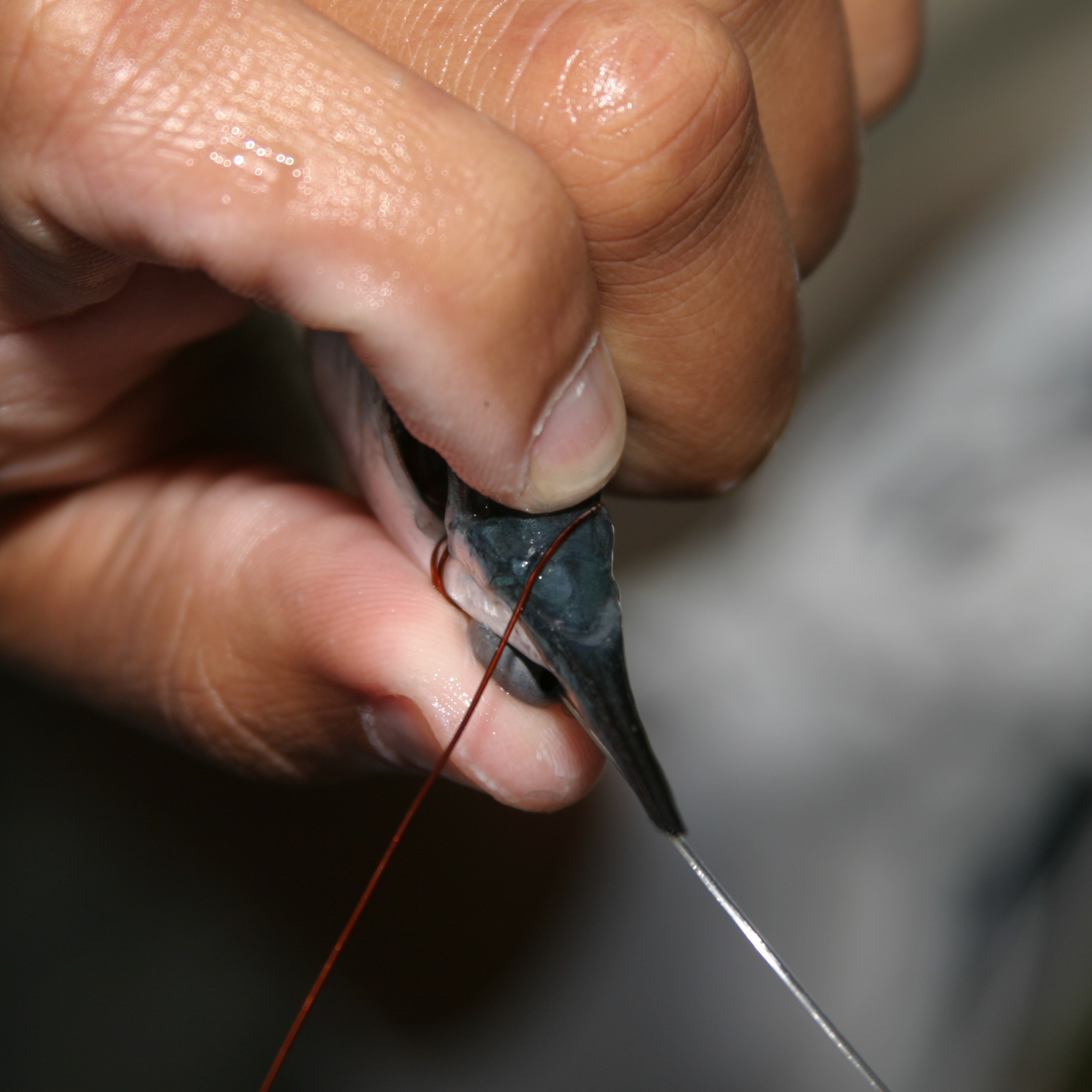 Tackle Tips: Weighted Split-Bill Ballyhoo - InTheBite