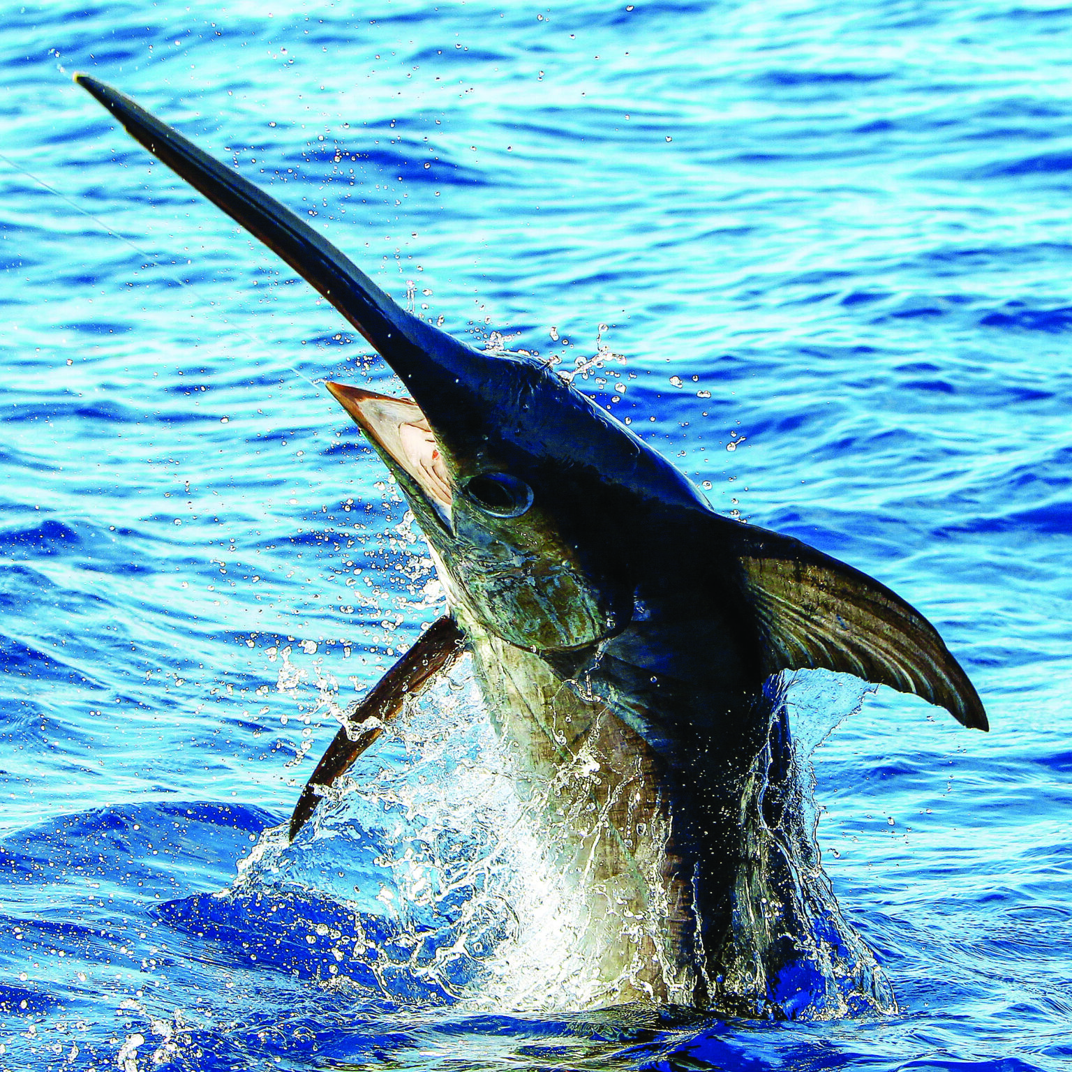 Chasing a Royal Billfish Slam - InTheBite