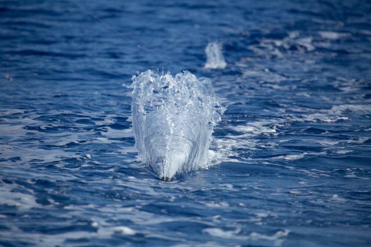 Selecting Your Best Offshore Lures - InTheBite