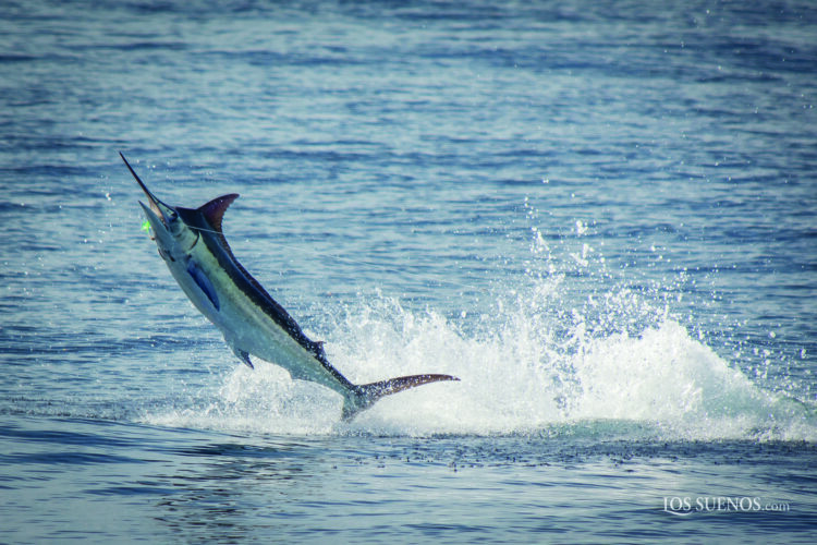 Sportfishing Slang: Essential Fishing Lingo Guide