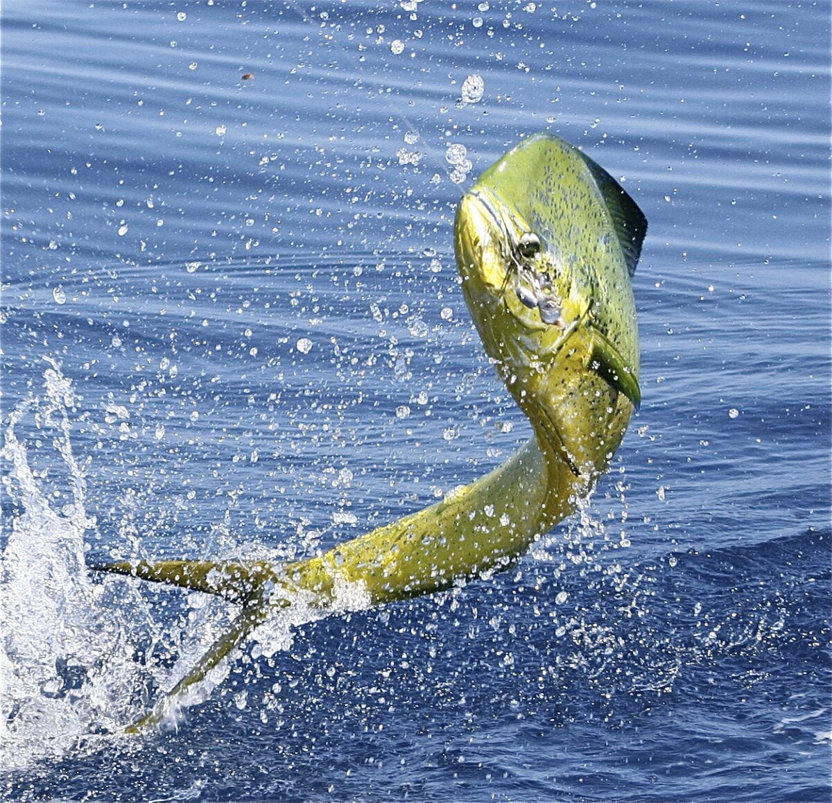 Sportfishing Slang: Essential Fishing Lingo Guide