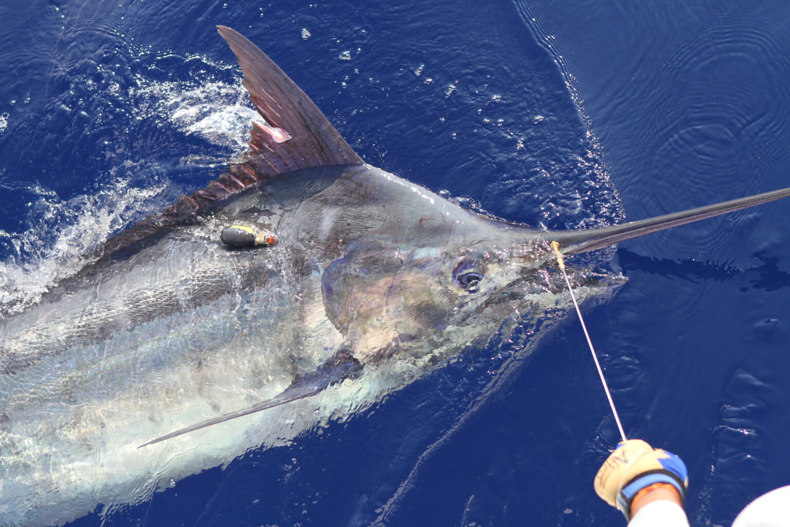 Satellite Tagging Game Fish: Transforming Conservation