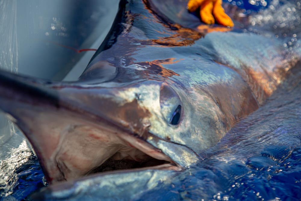Intriguing Science of Fish Sight: How Billfish See - InTheBite