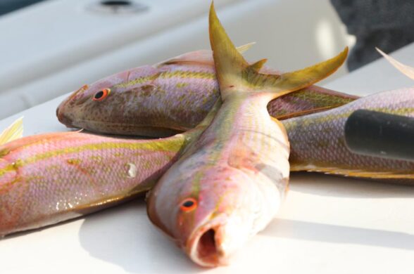 Techniques Archives - InTheBite