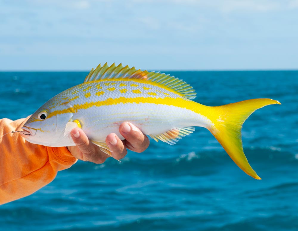Mastering Yellowtail Snapper Fishing in the Florida Keys - InTheBite