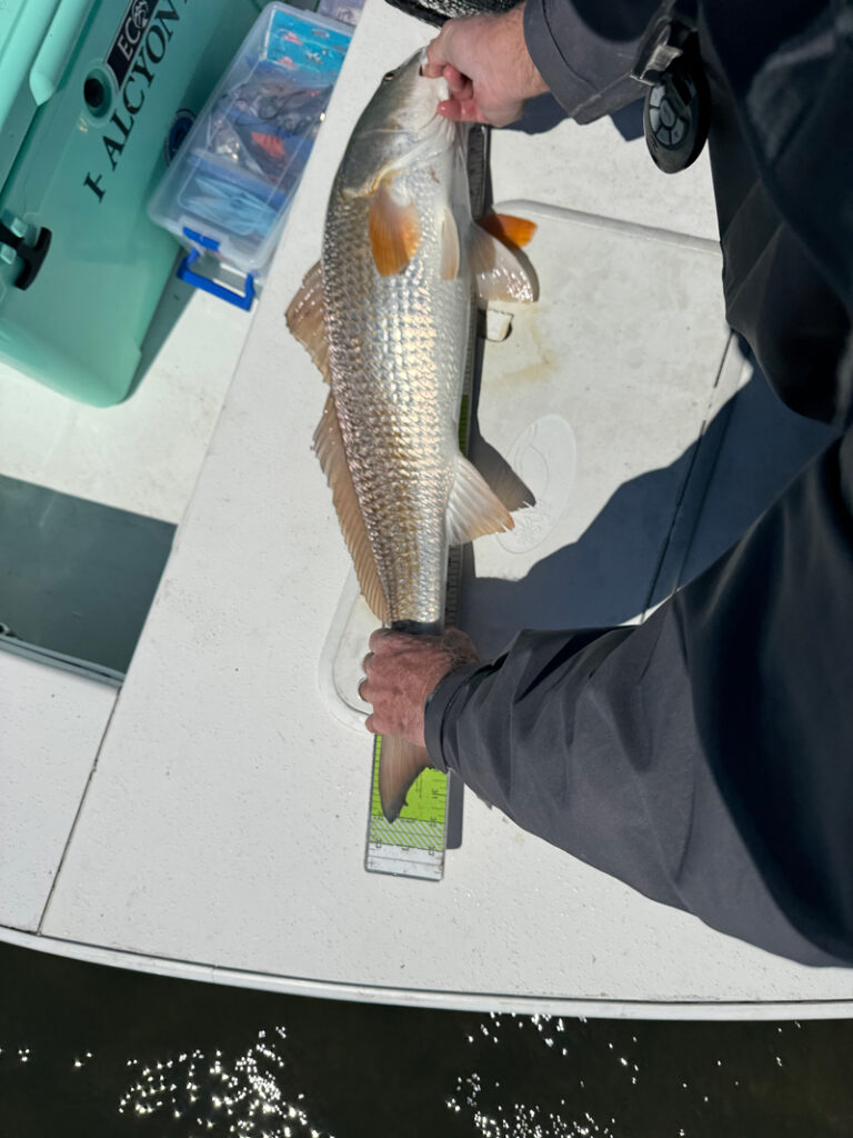 3 Must-Have Lures When Targeting Redfish - InTheBite
