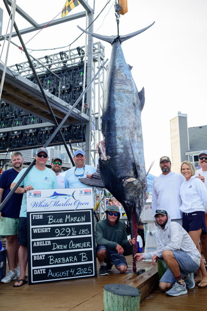 52nd Annual White Marlin Open 2025 Results: Record Competition ...