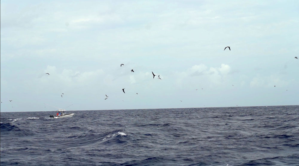 Furuno Radar Bird Mode: Your Inside Scoop to Finding Fish - InTheBite